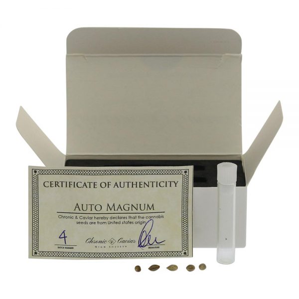 Auto Magnum (5 seeds) - Smartific.com