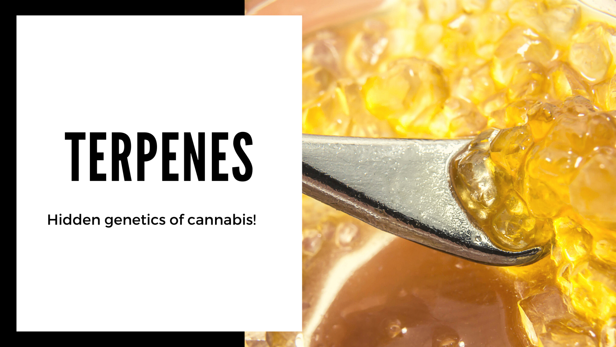Cannabis Terpenes - Everything you need to know!