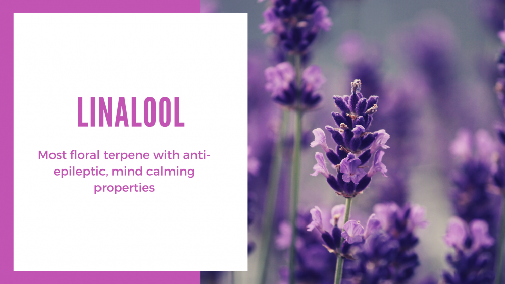 Cannabis Terpenes - Everything you need to know!