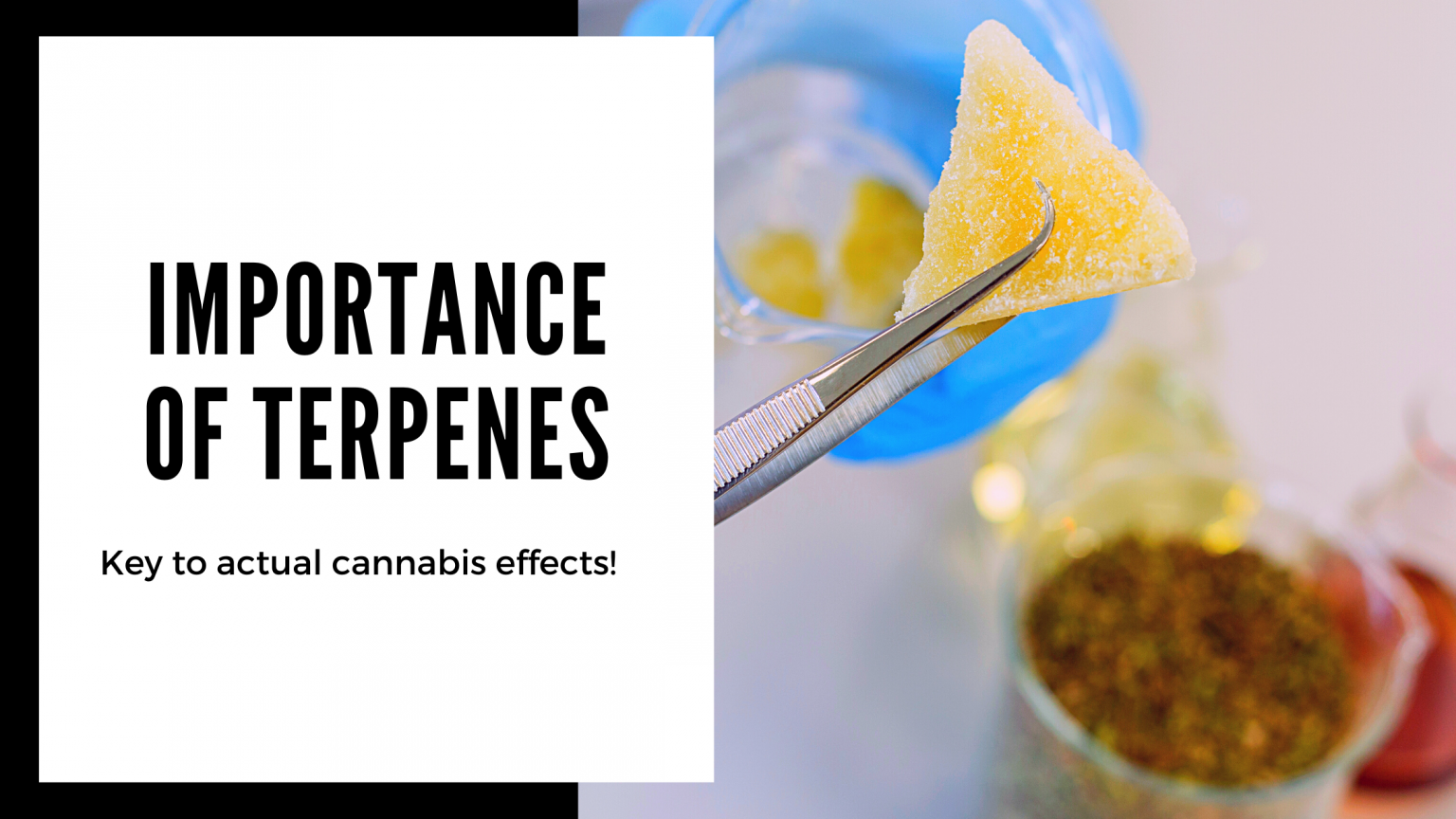 Cannabis Terpenes - Everything you need to know!